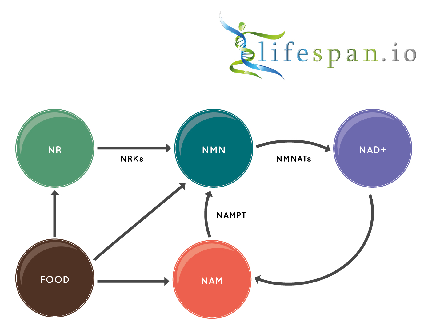Why NAD Declines During Aging Part 2 LaptrinhX News