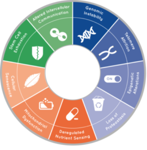 The Hallmarks of Aging | Lifespan.io
