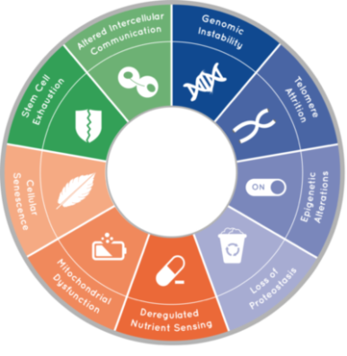 The Hallmarks of Aging | Lifespan.io
