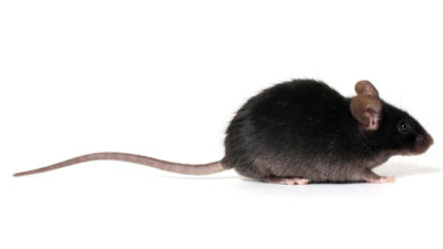 Bone Marrow Transplants Increase Healthy Lifespan in Mice | Lifespan.io