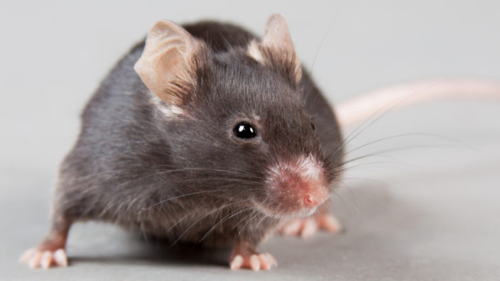 Reversing Cellular Age in Mice Restores Vision | Lifespan.io