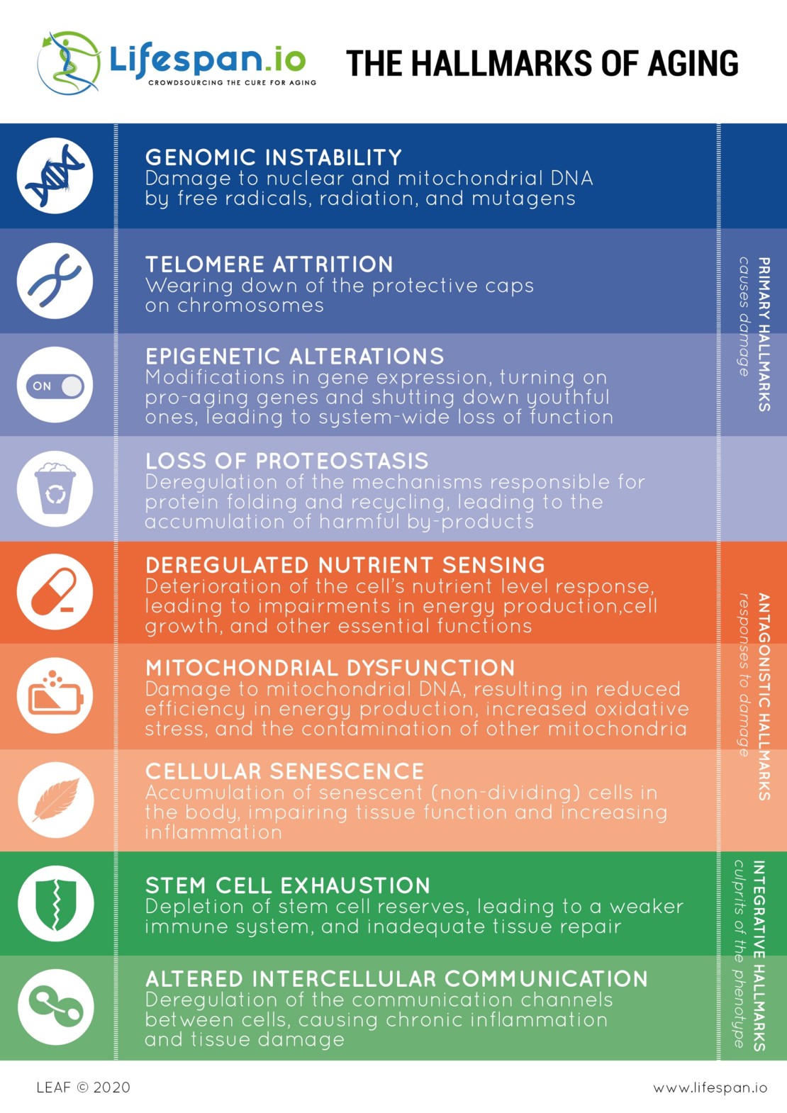 The Hallmarks of Aging | Lifespan.io