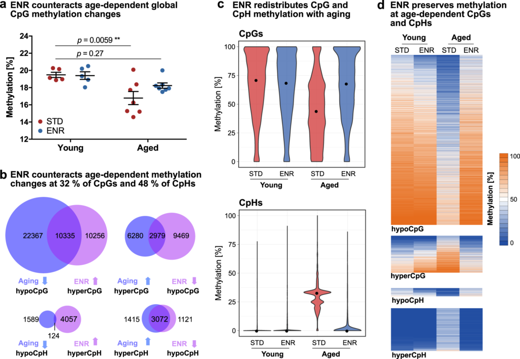 Enriched Environments Youthen the Brains of Mice