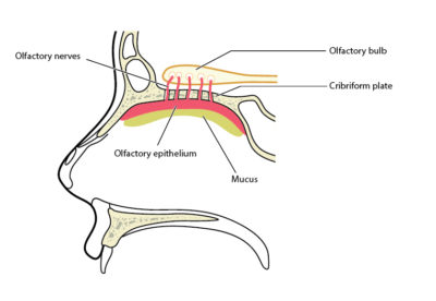Ethmoid Bone Cribriform Plate