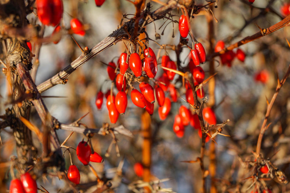 What is Berberine? – Benefits and Side Effects | Lifespan.io