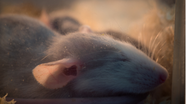 The Links Between Sleep Deprivation and Aging | Lifespan.io