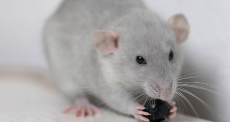 Diet, Exercise Reduce Epigenetic Age in Human Clinical Trial