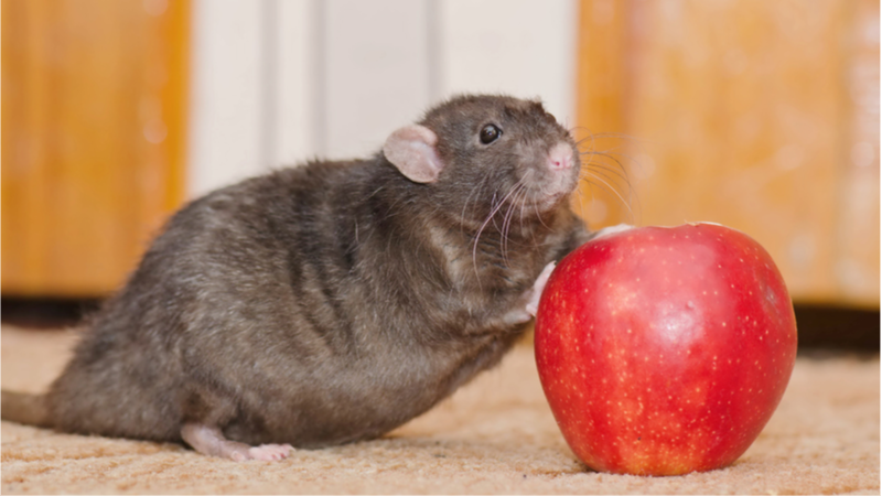 A High Fat Diet Leads To Joint Degeneration In Rats A High Fat Diet Leads To Joint Degeneration In Rats