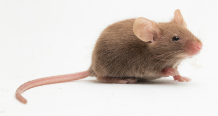 progeria | Lifespan.io