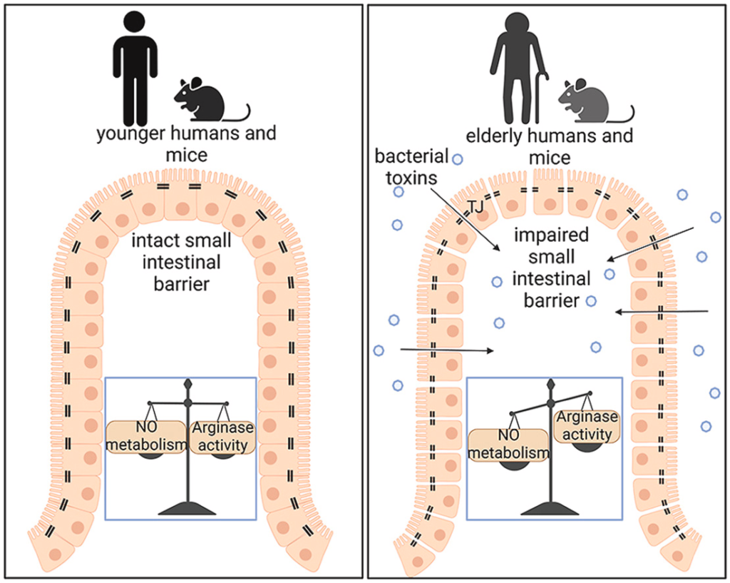 Arginase Inhibitor Improves “Leaky Gut” in Old Mice