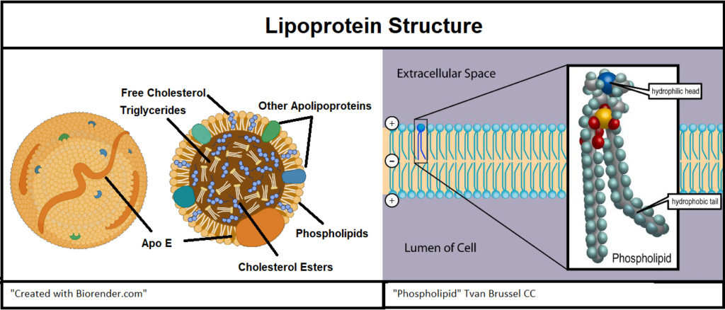 The Relationship Between ApoE and Alzheimer’s | Lifespan.io