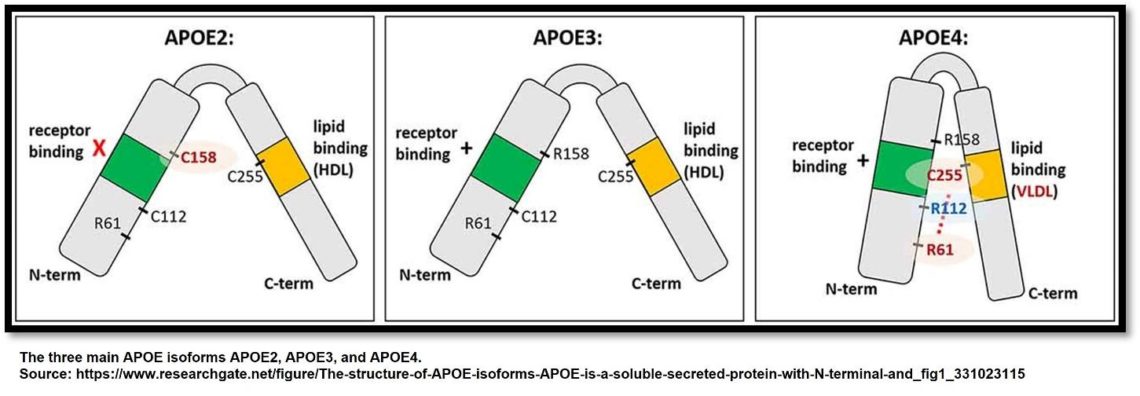 The Relationship Between ApoE and Alzheimer’s | Lifespan.io