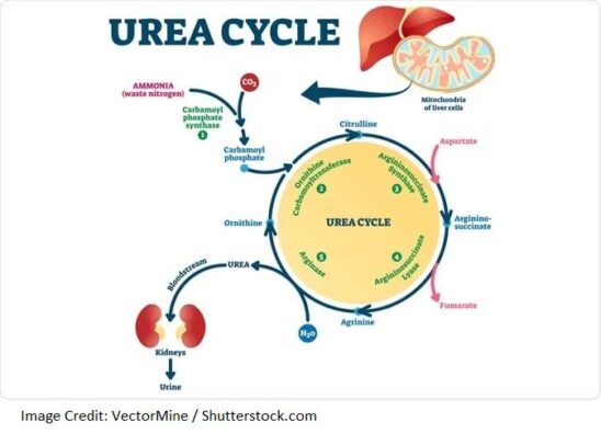 Urea Is a Blood Biomarker of Aging | Lifespan.io
