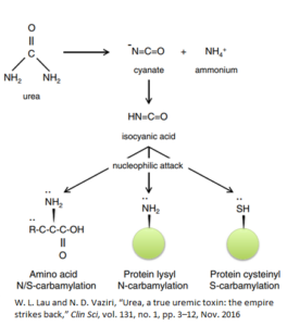 Urea Is a Blood Biomarker of Aging | Lifespan.io