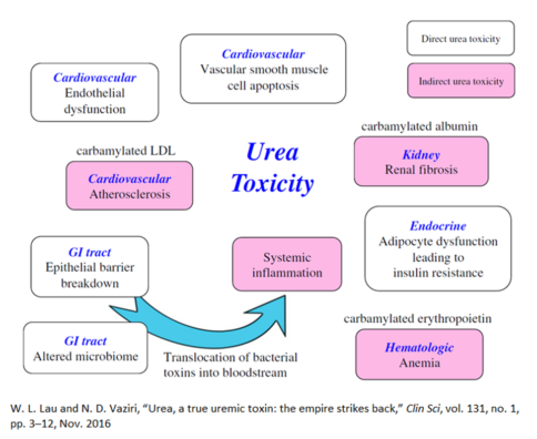 Urea Is a Blood Biomarker of Aging | Lifespan.io