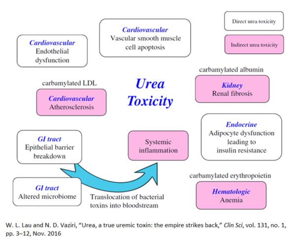 Urea has also been shown to impair the response of fat cells to insulin ...