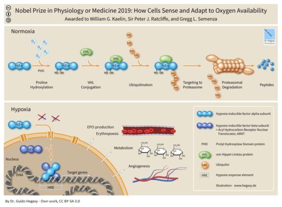 Red Blood Cells as Biomarkers of Aging | Lifespan.io