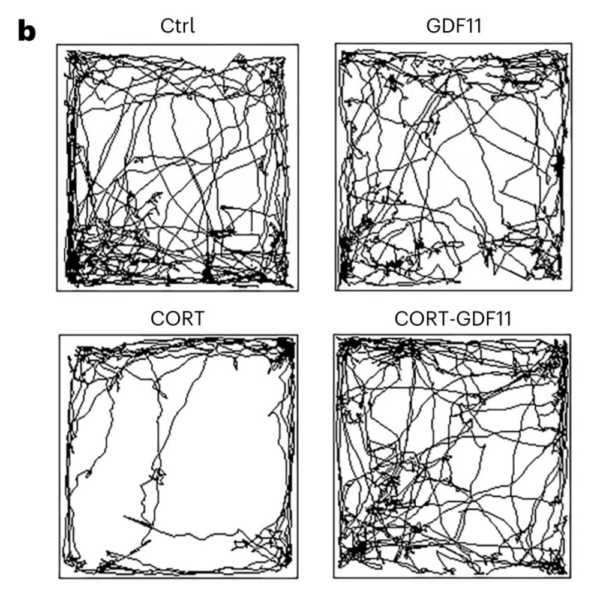 New Treatment Alleviates Depression Symptoms in Mice