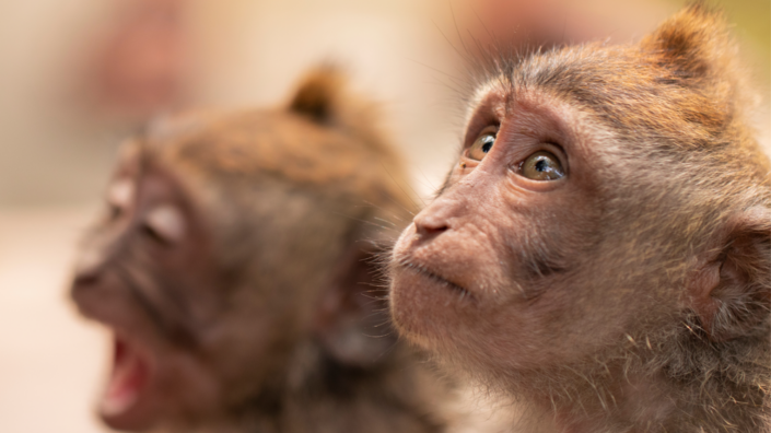 Benefits of Dasatinib and Quercetin Treatment in Monkeys