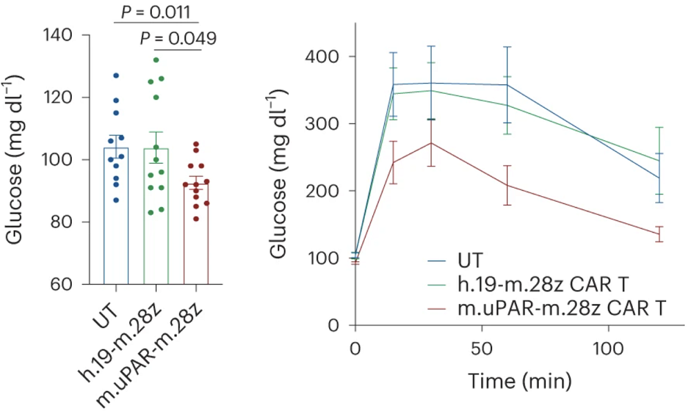 CAR T Therapy Lowers Senescence, Improves Health in Mice - News - LONGECITY