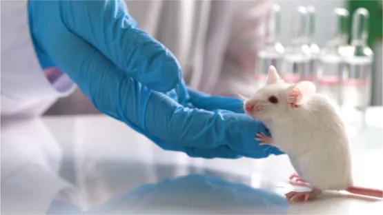 Clearing Senescent Cells Prevents T1 Diabetes in Mice | Lifespan.io