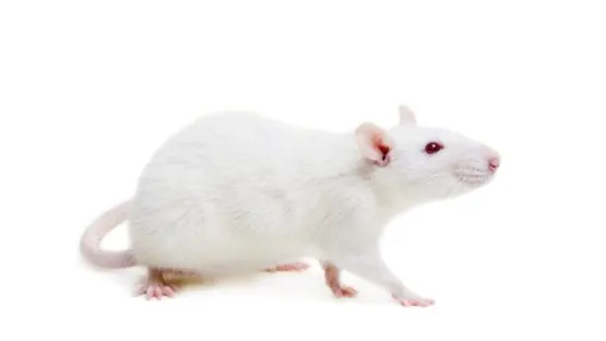 Neurons from Stem Cells Alleviate Parkinson’s Disease in Rats | Lifespan.io