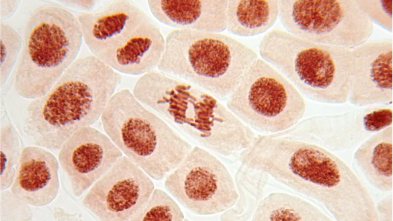 How Cancers Handle Protein Misfolding | Lifespan.io