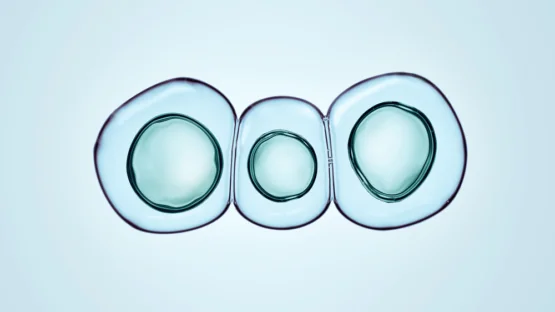 Senescent cells fragment into nearby cells