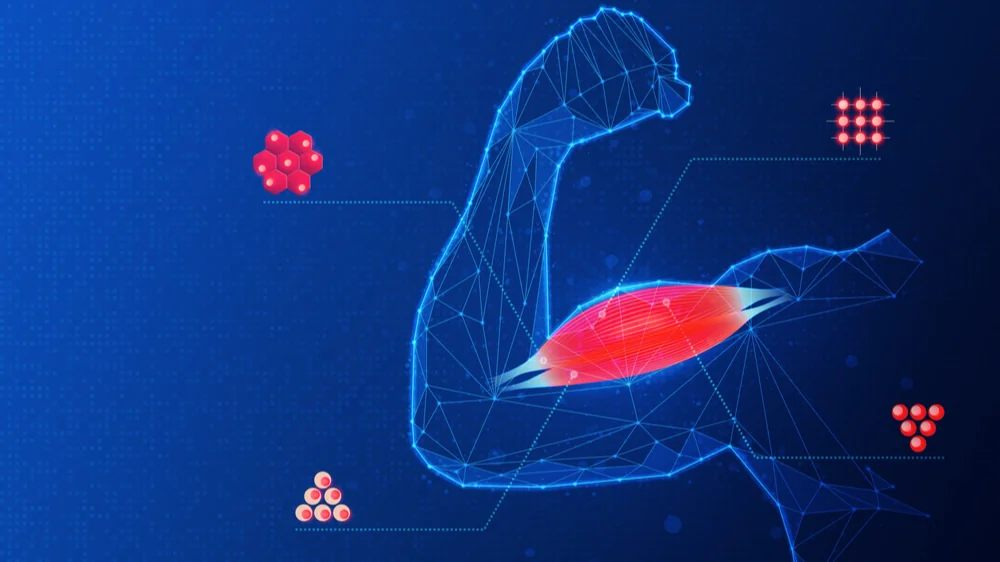 Muscle Regeneration from an immune factor | Lifespan.io