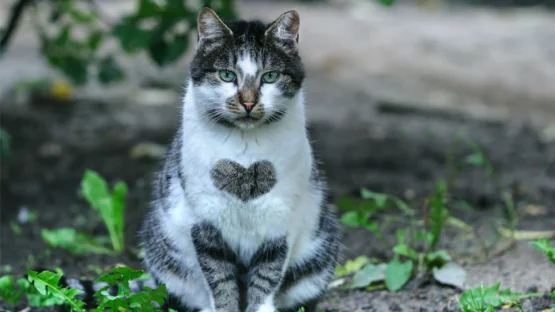 Rapamycin effective against heart enlargement | Lifespan.io