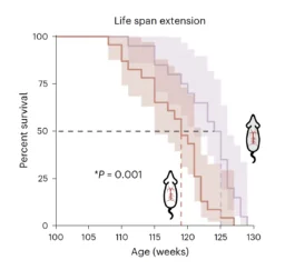 Heterochronic parabiosis increases lifespan | Lifespan.io