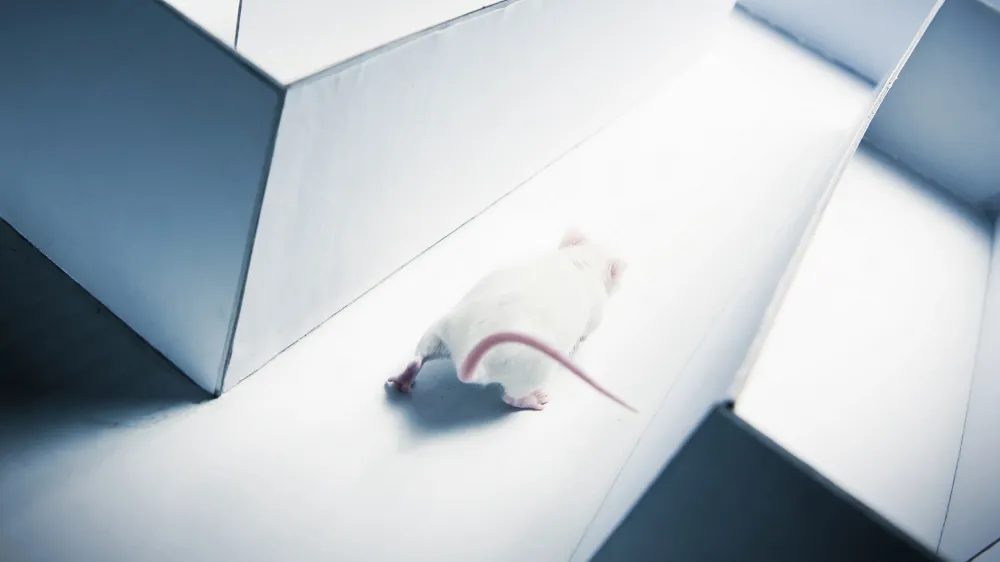 A protein improves memory in worms and mammals | Lifespan.io