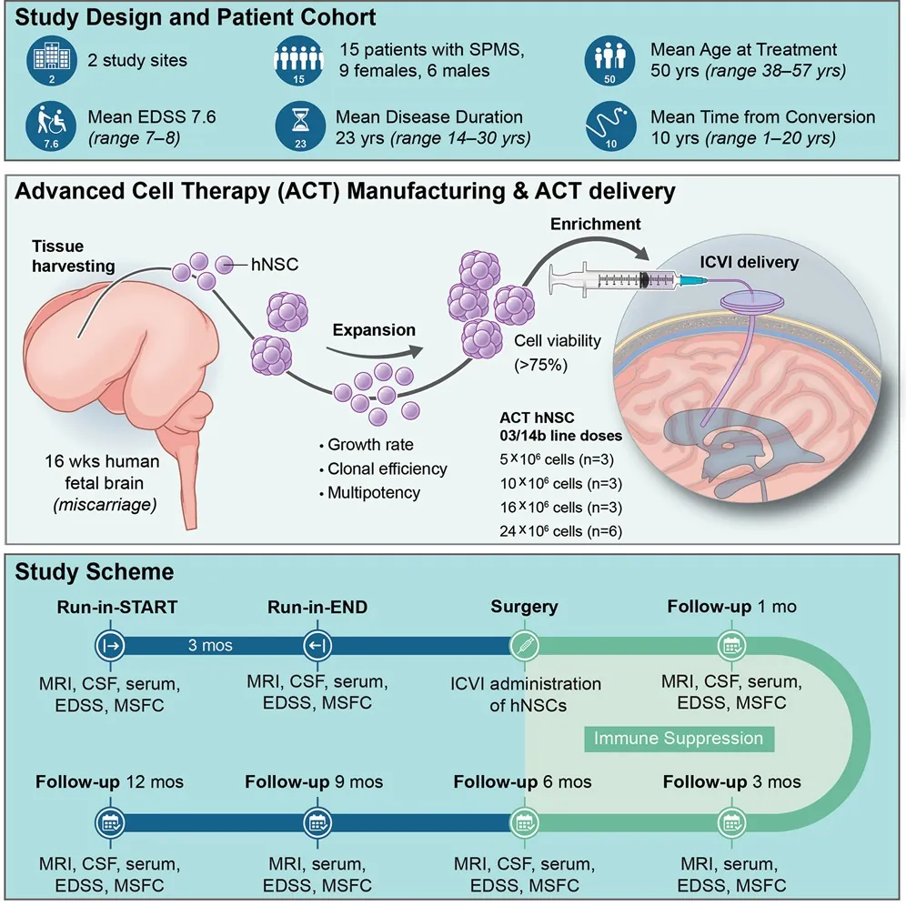 A Clinical Trial of Neural Stem Cells for MS | Lifespan.io
