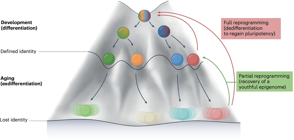 The information theory of aging | Lifespan.io