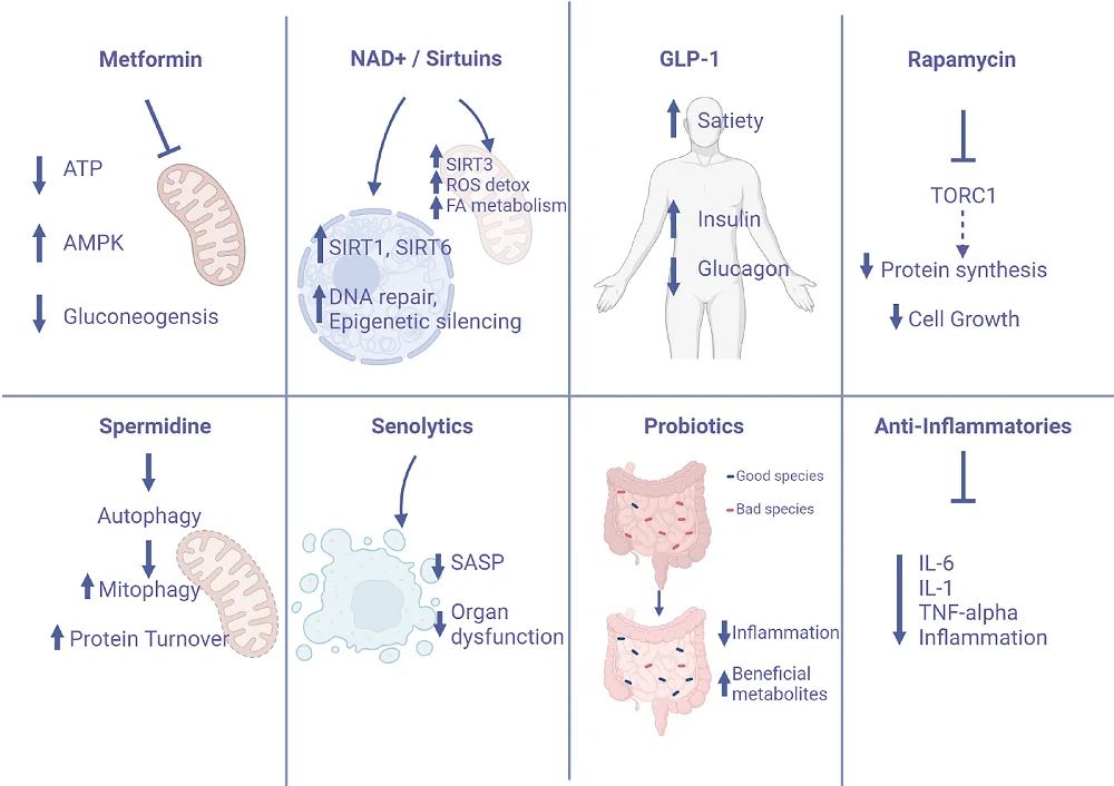 David Sinclair on Clinical trials for aging| Lifespan.io