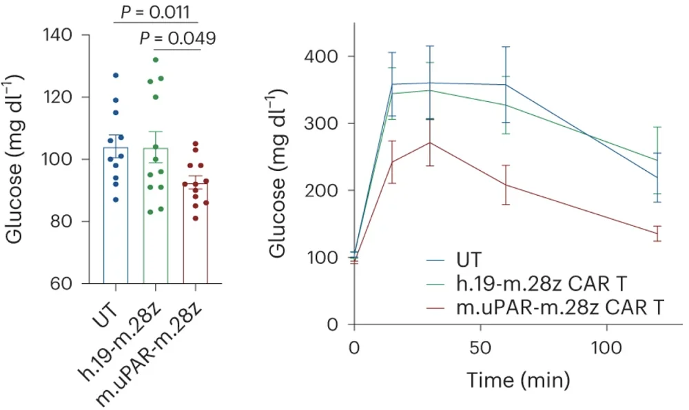 CAR T Cells Can Remove Senescent Cells | Lifespan.io