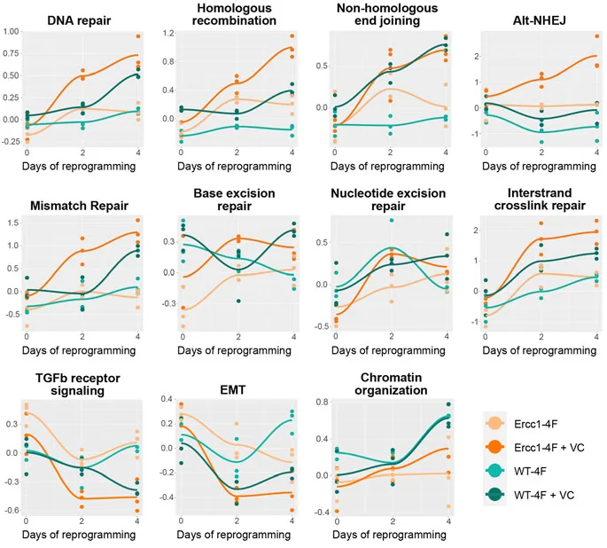 Reprogramming Away DNA Damage | Lifespan.io