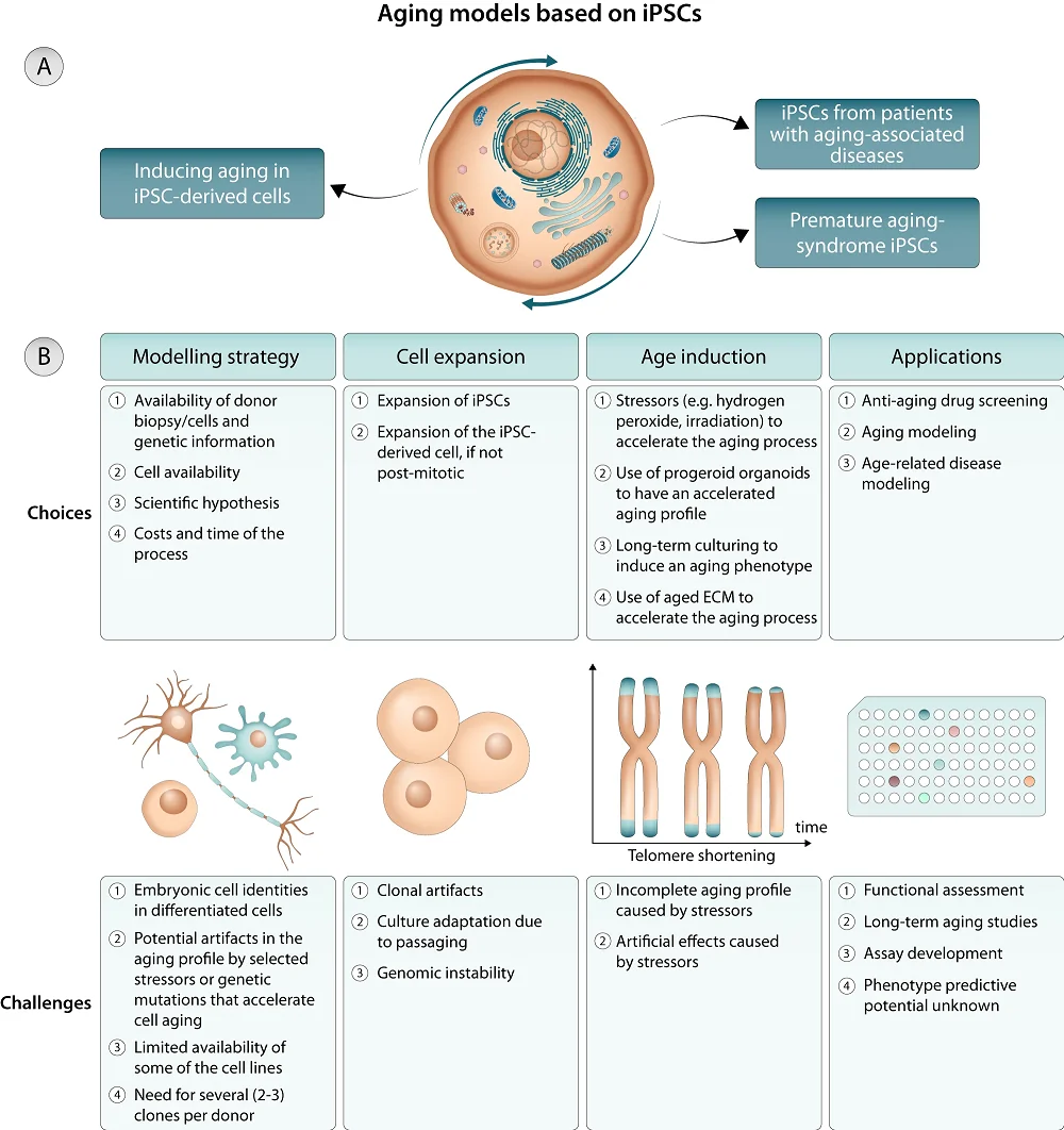 Cellular Programming to Model Aging | Lifespan.io
