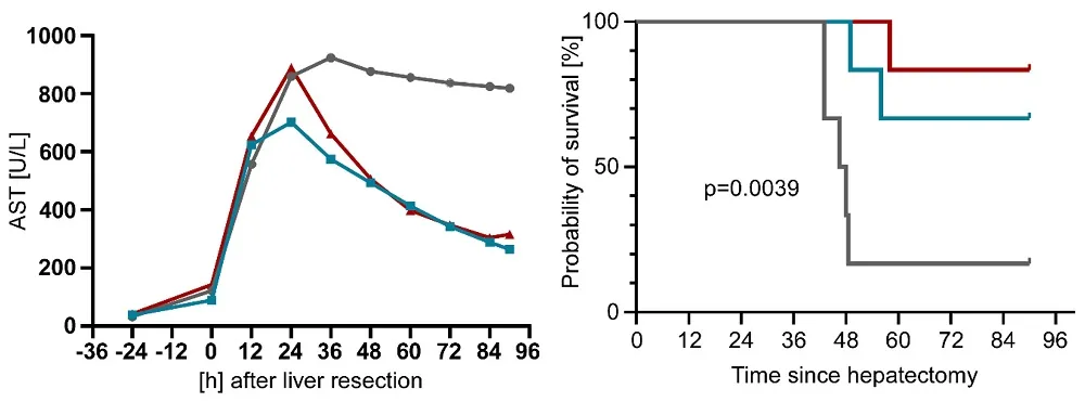 Liver Regeneration Drug Tested in Humans | Lifespan.io