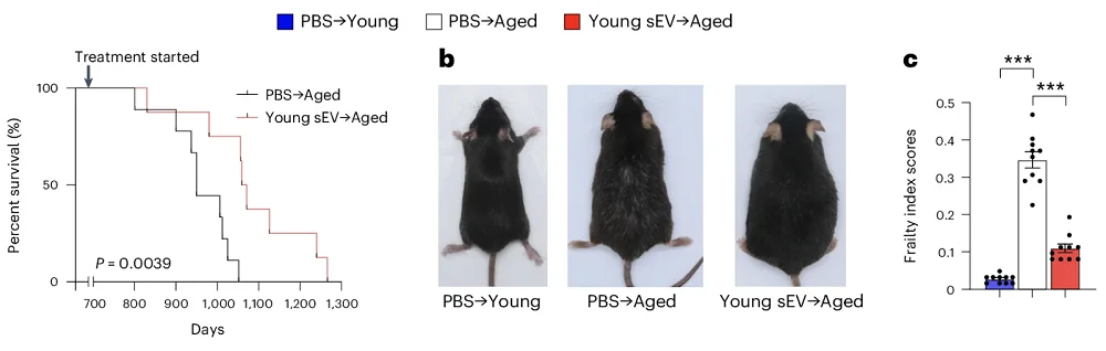 Vesicles from Young Animals May Extend Life | Lifespan.io