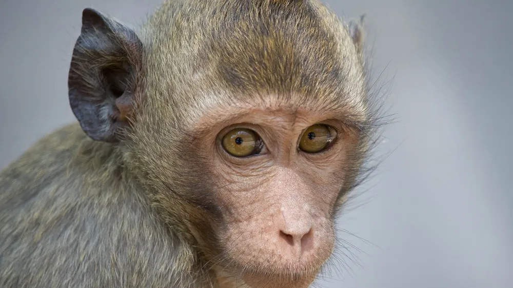 Stem Cells Repair Heart Damage in Monkeys | Lifespan.io