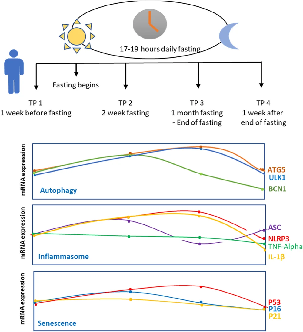 How Intermittent Fasting Chaanges Biomarkers | Lifespan.io