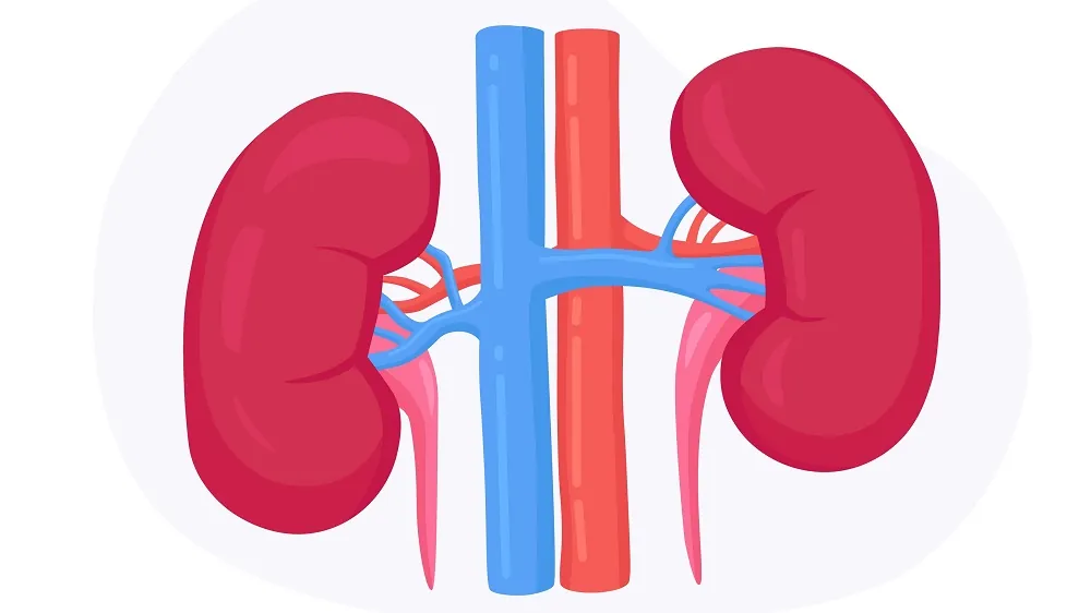 A New Target for Treating Kidney Disease | Lifespan.io