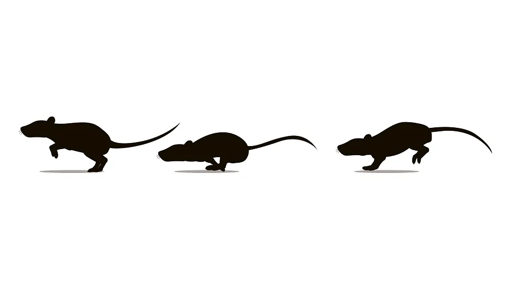 Winners and Losers in Extending Mouse Lifespan | Lifespan.io