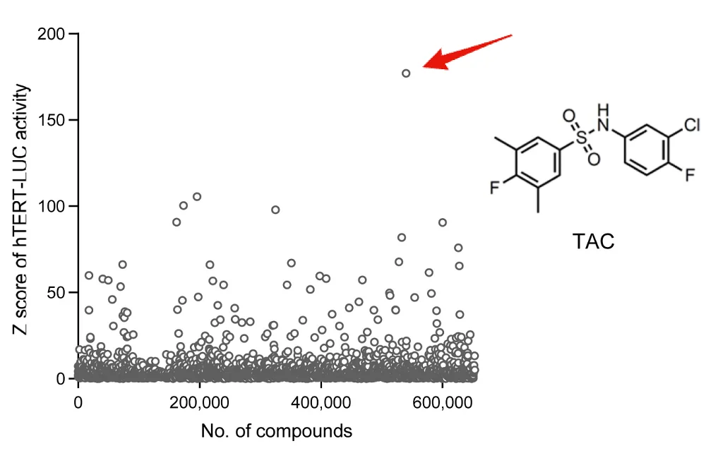 New Drug Restores Telomerase, Improves Cognition in Mice