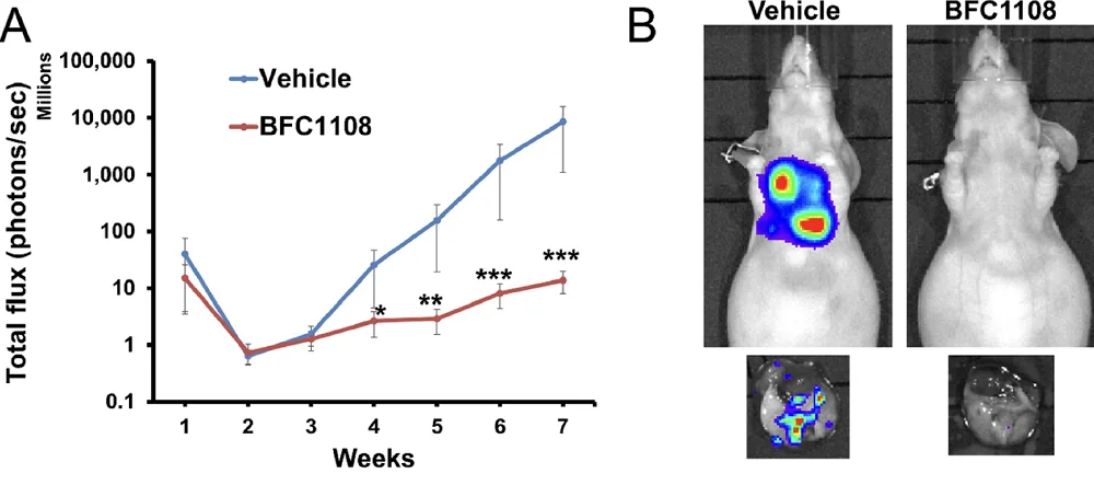 Novel Drug Suppresses Metastatic Cancer in Mice