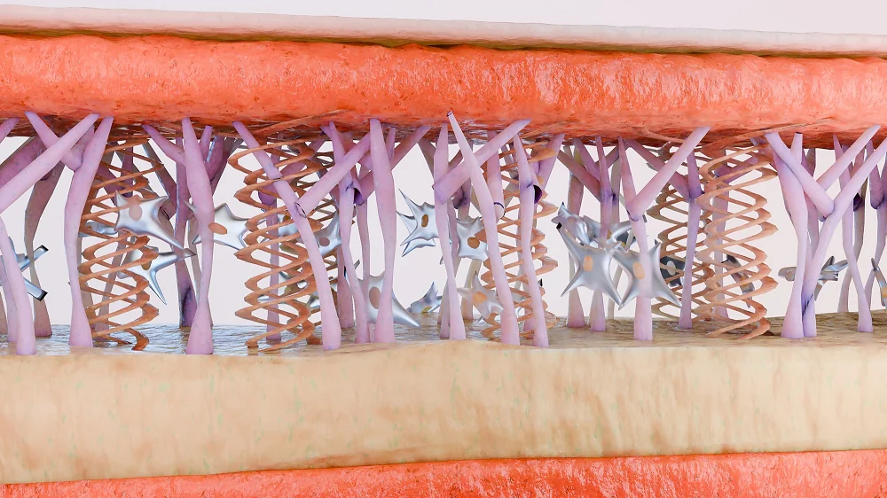 HAPLN1 in Blood Found to Rejuvenate Skin | Lifespan.io